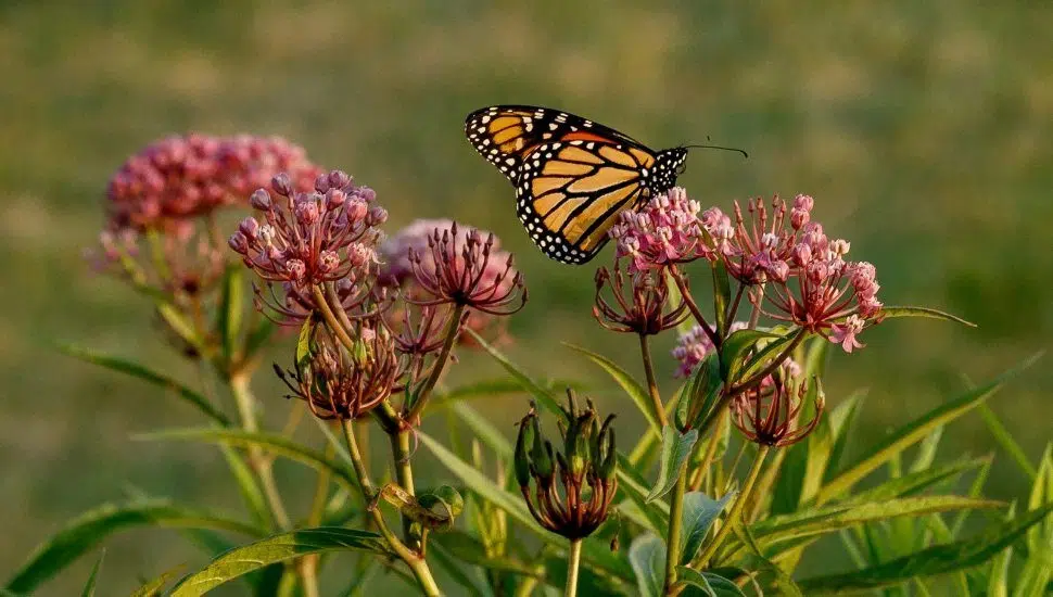 Planning to Visit Longwood Gardens in Kennett Square? Here's What You ...