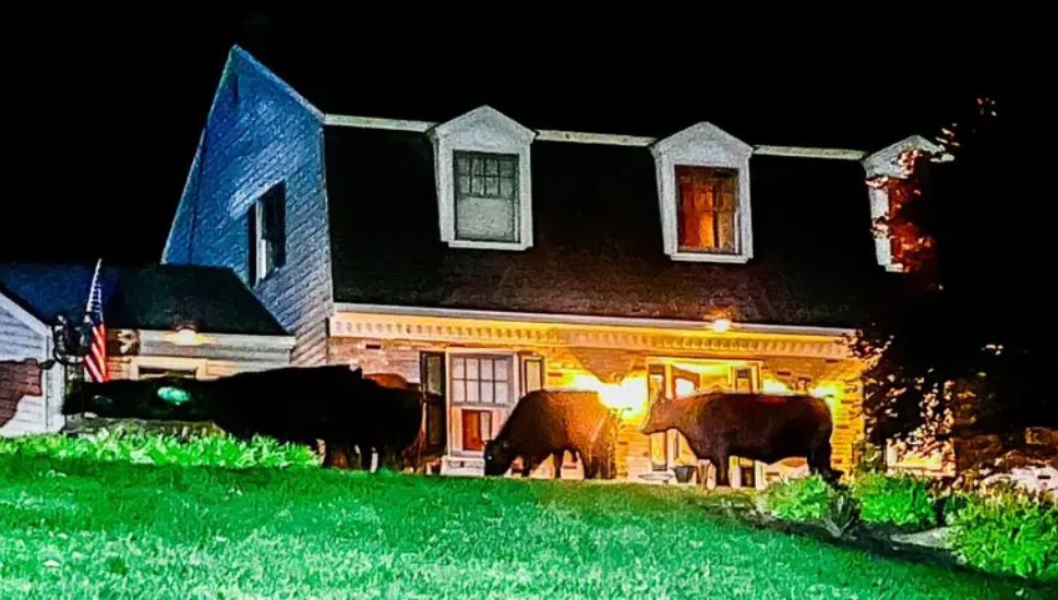 Herd of 'Moo-schievous' Cows Escape Pens and Wander Around East ...