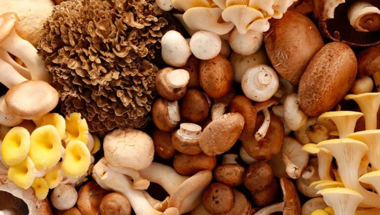 Kennett Square's Phillips Mushroom Farms Propels Forward with New Hire ...