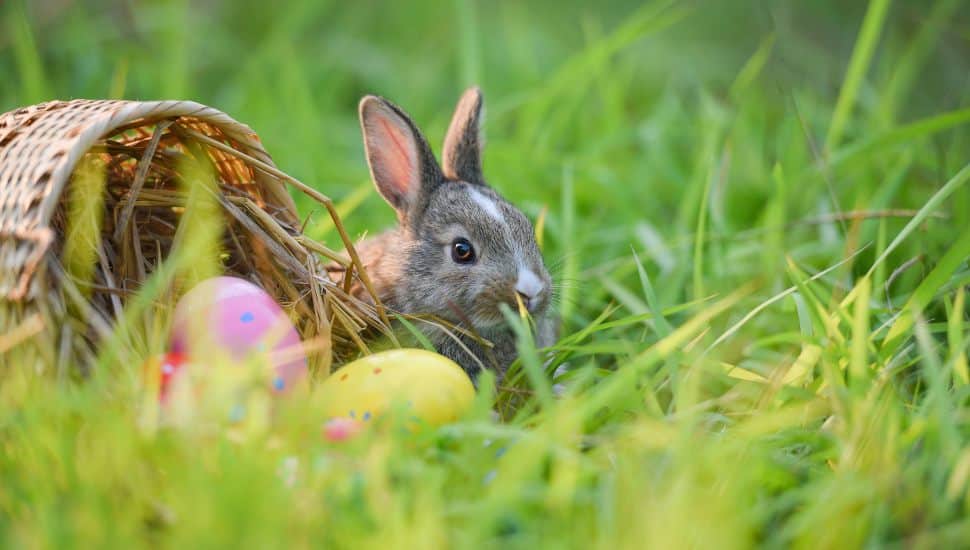 Hop On These Two Chester County Easter Events